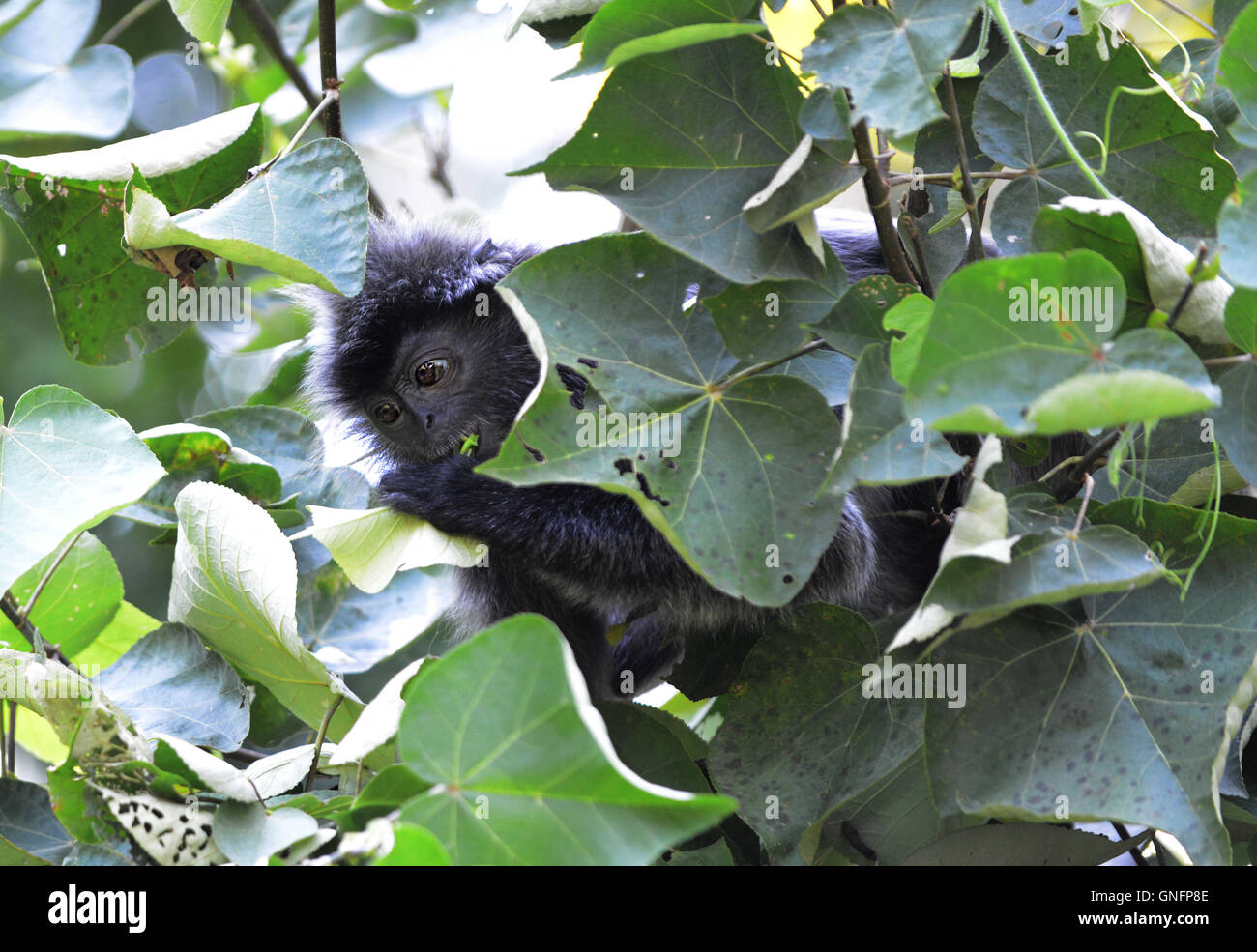 A Silvery Lutung (Trachypithecus cristatus) monkey, also known as ...