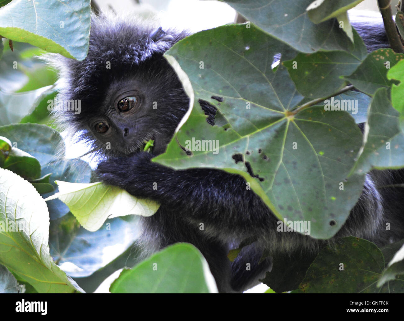 A Silvery Lutung (Trachypithecus cristatus) monkey, also known as ...