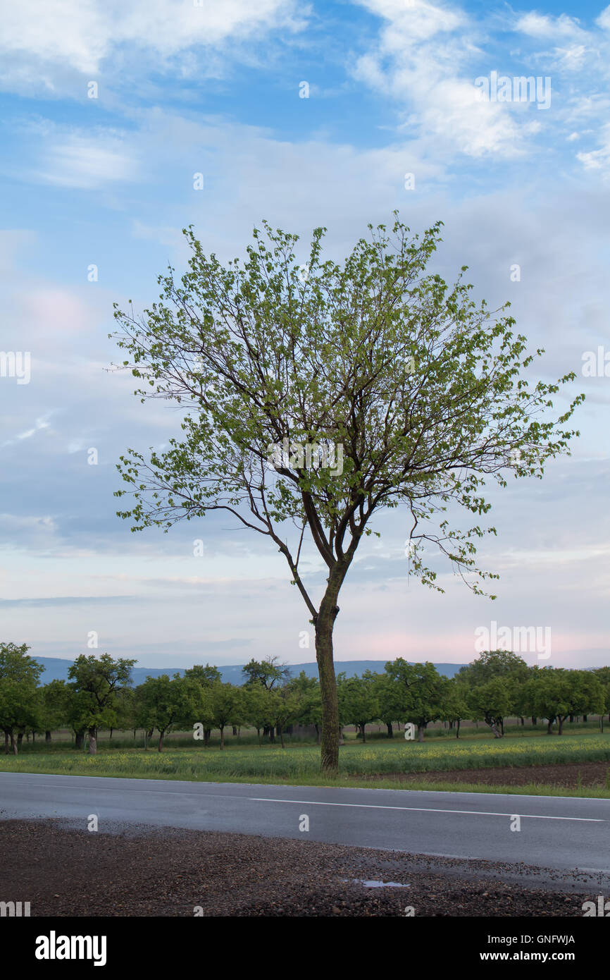 Early morning sky background cloudscape hi-res stock photography and ...