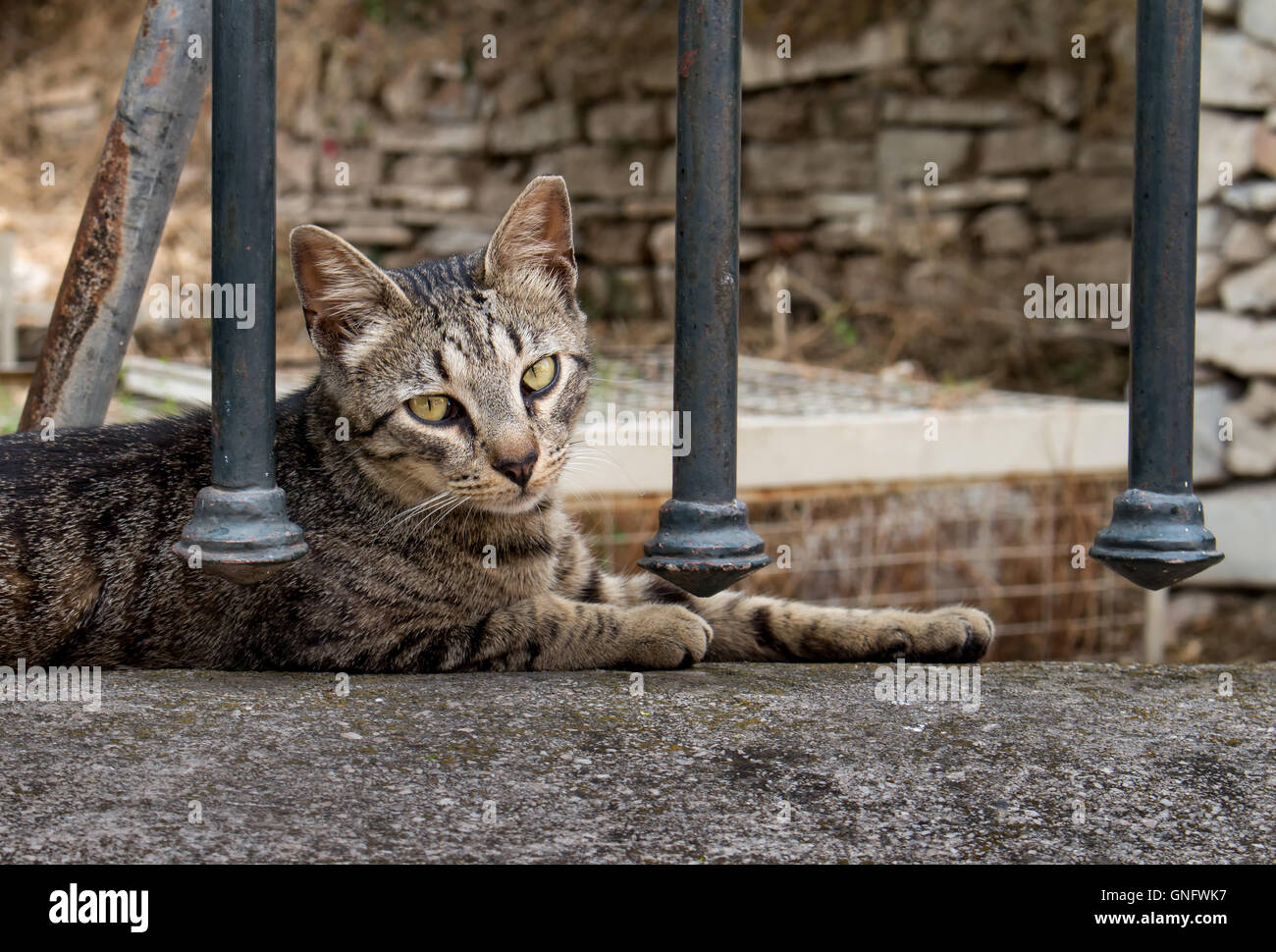 Domestic cat alone outdoor hi-res stock photography and images - Alamy
