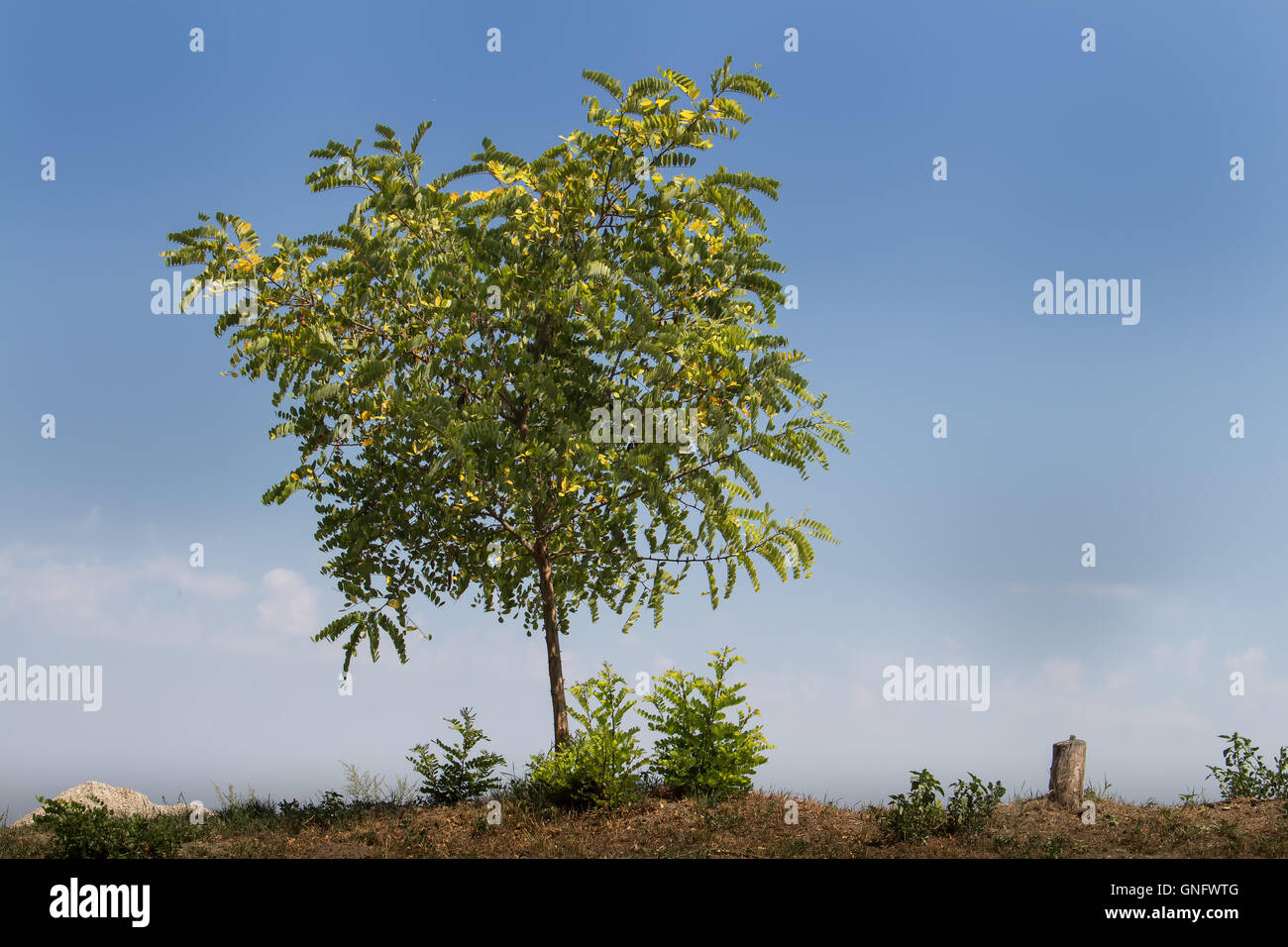 Lonely young tree, growing on the edge of a small hill, just with a ...