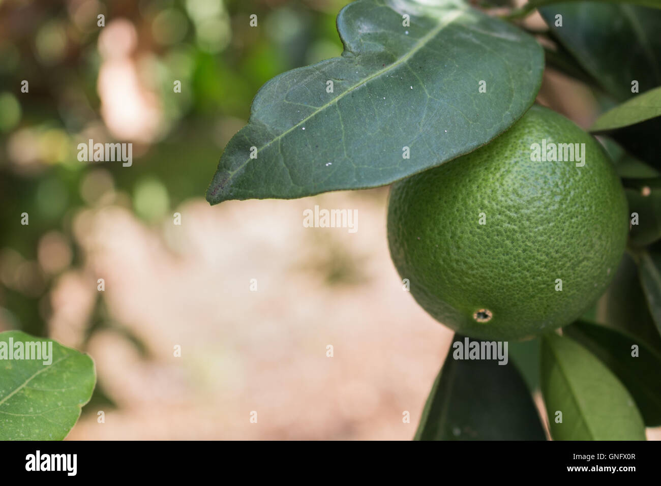 Green orange tree hi-res stock photography and images - Alamy