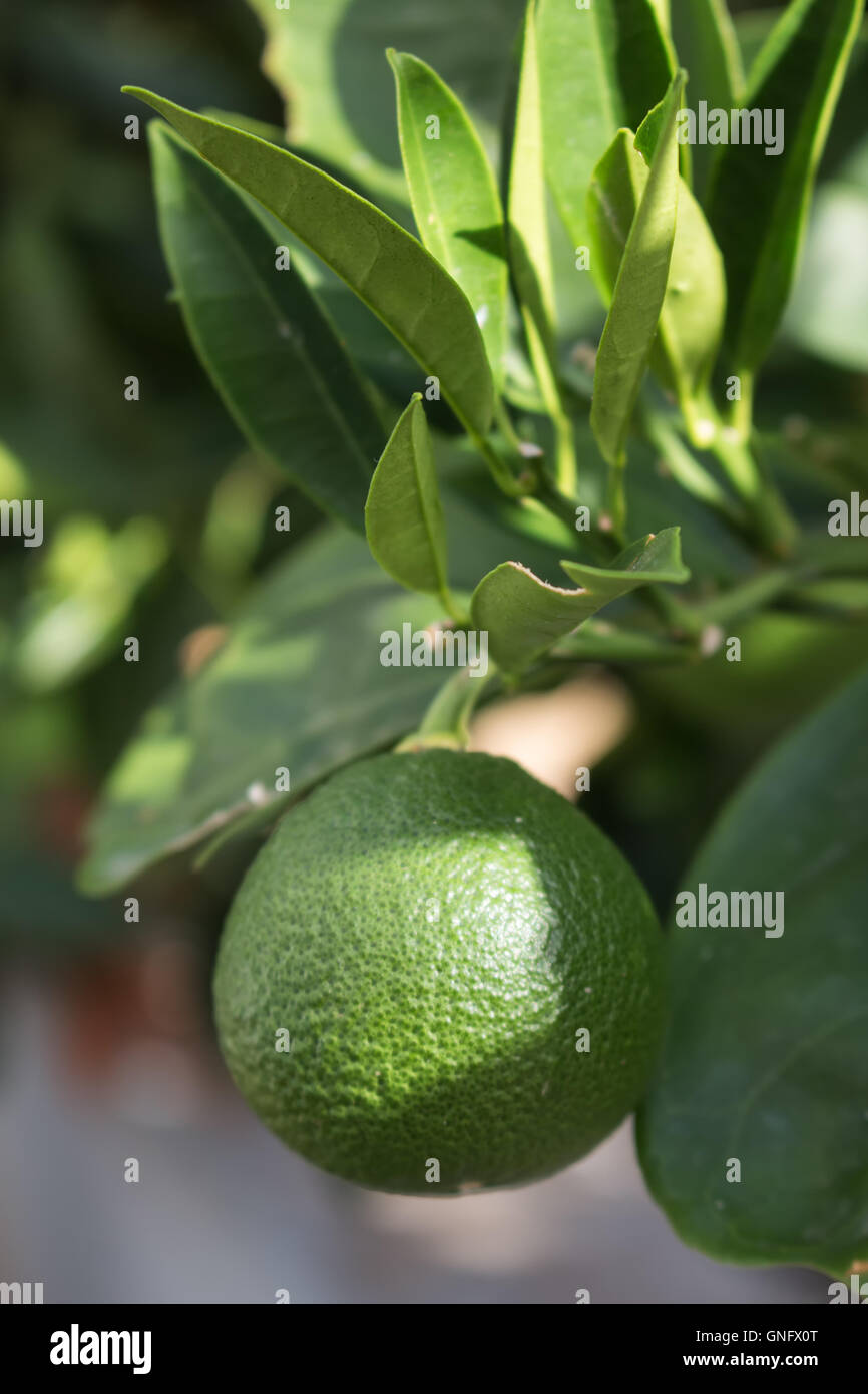 Fresh green orange still growing on a tree Stock Photo - Alamy
