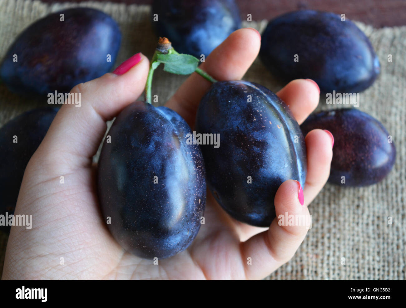 Juicy dark blu plums fruits in hands Stock Photo - Alamy