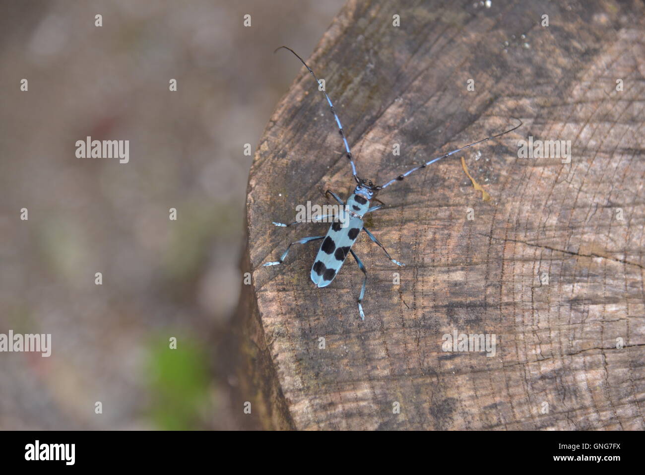 Aouzou hi-res stock photography and images - Alamy