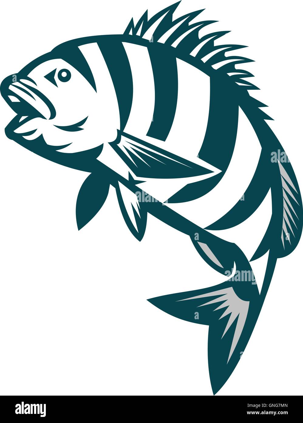 Sheepshead fish hi-res stock photography and images - Alamy