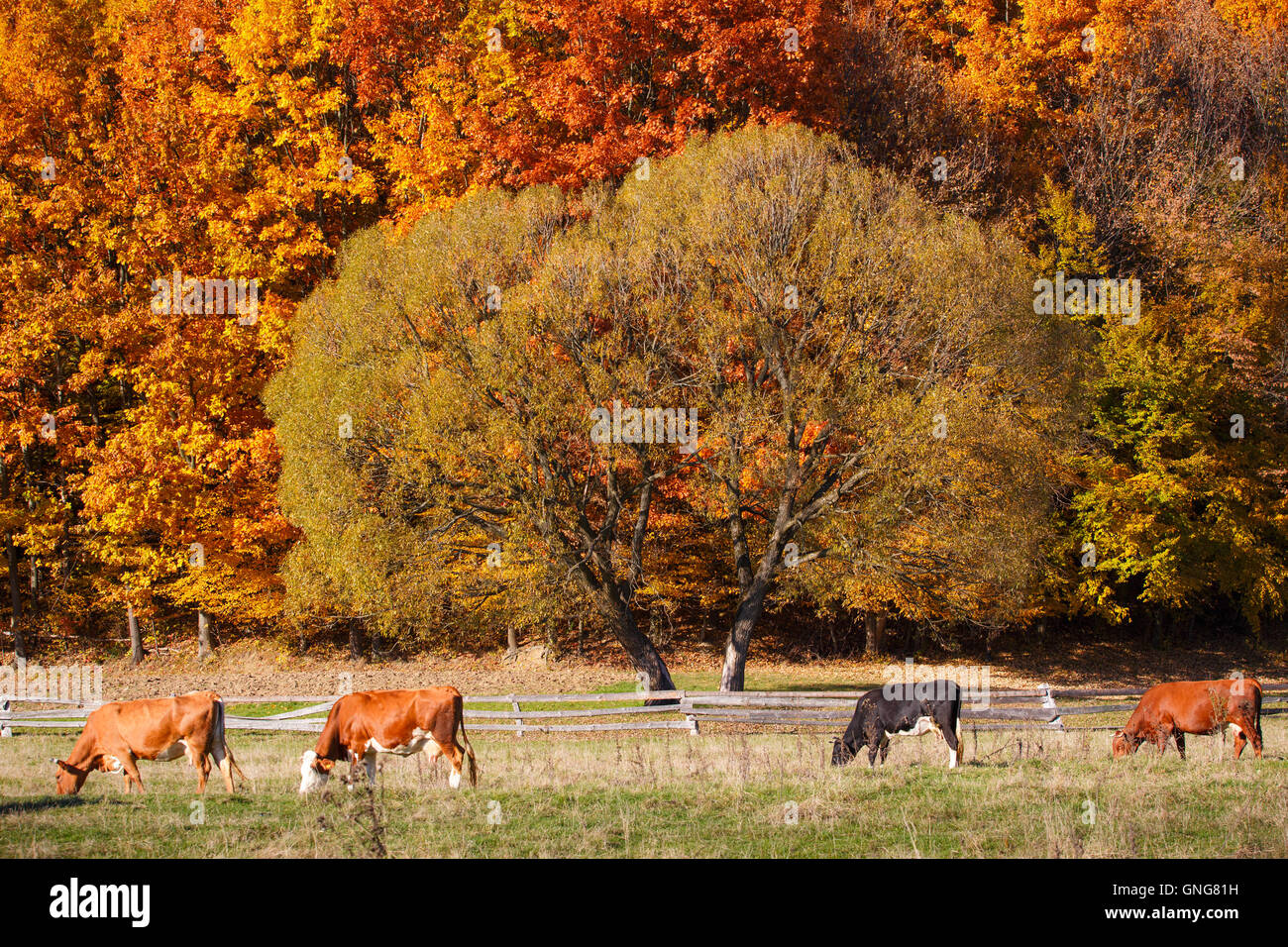 Cattle grazing in autumn hi-res stock photography and images - Alamy