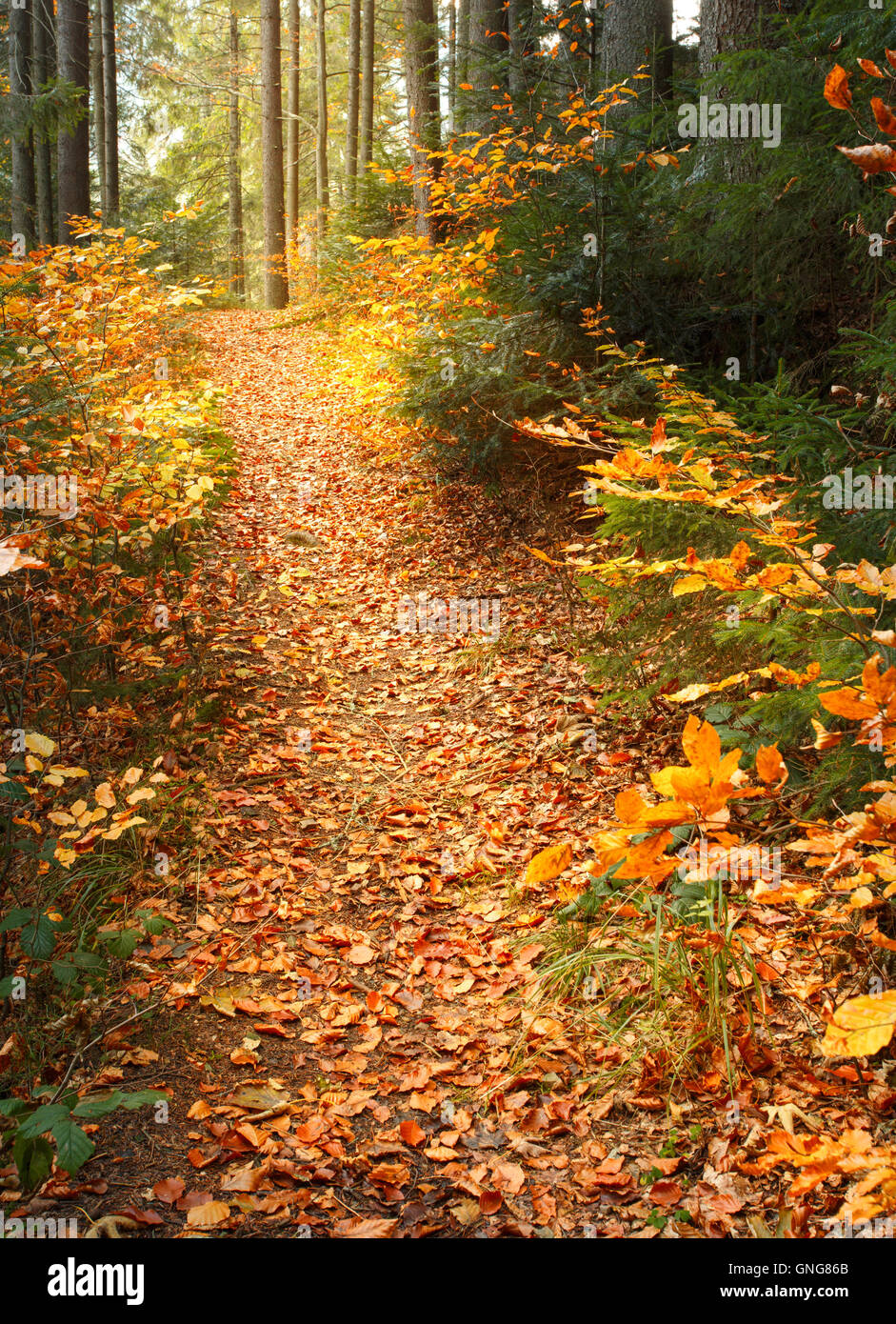 trail covered leaves in the autumn forest Stock Photo - Alamy