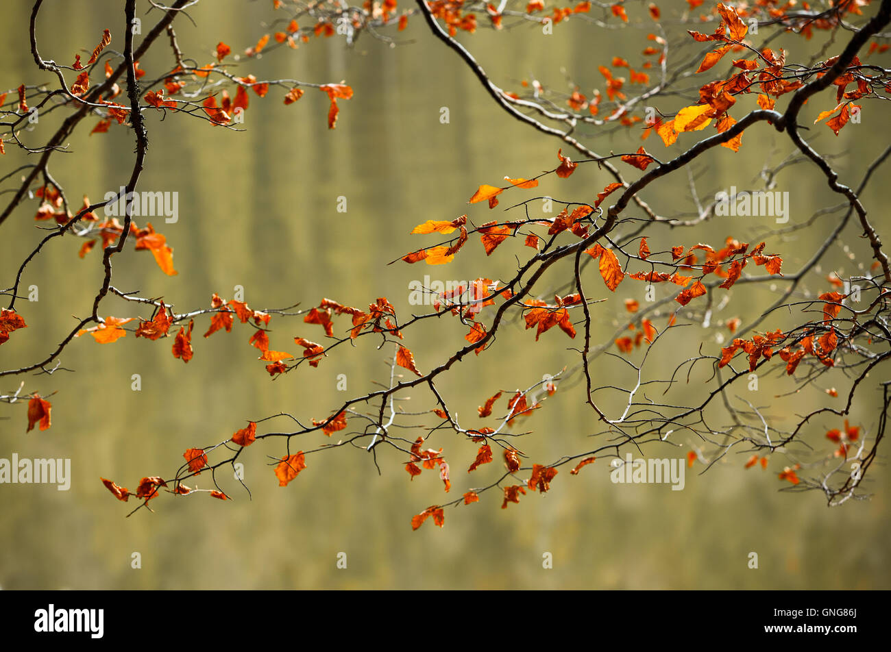 The autumn leaves over the water Stock Photo - Alamy