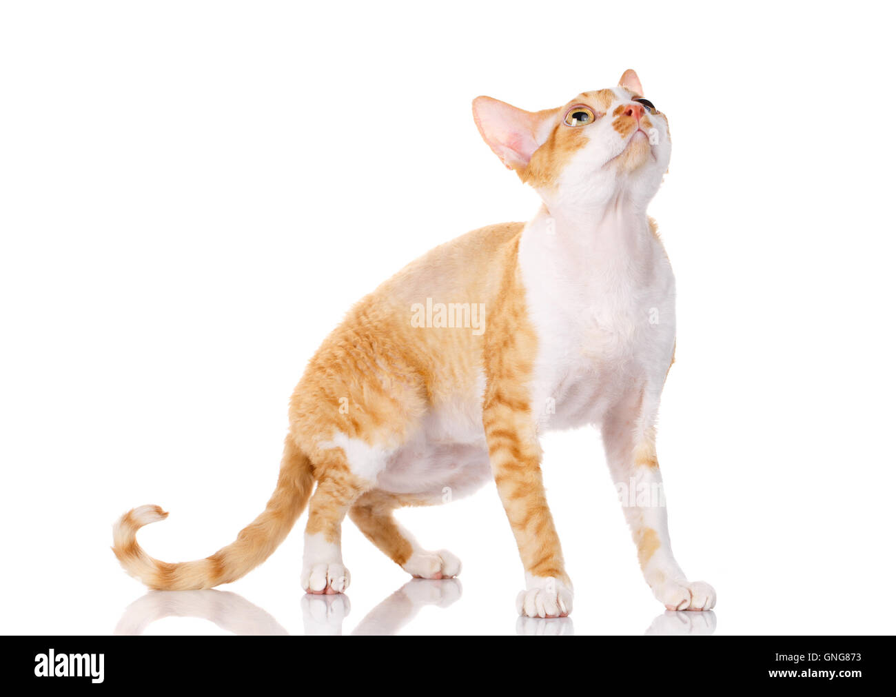 Orange devon rex cat with big ears looking up on white background Stock ...