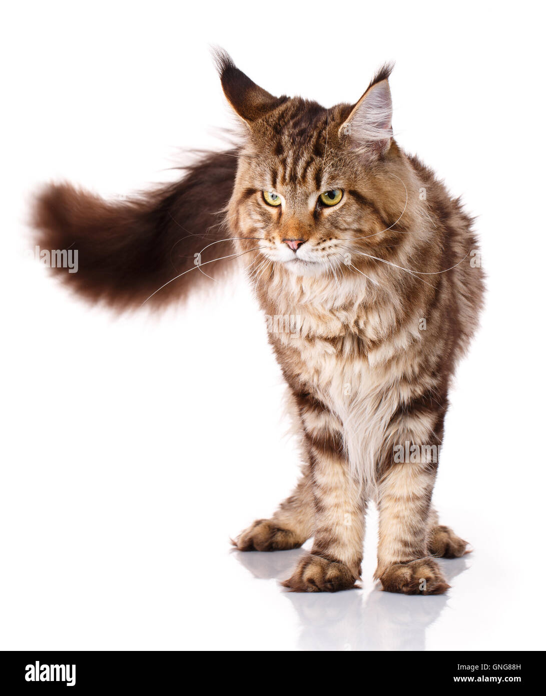 brown Maine Coon standing on four legs on a white background Stock ...