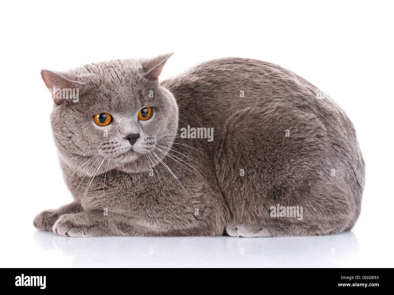 Gray domestic shorthair hi-res stock photography and images - Alamy