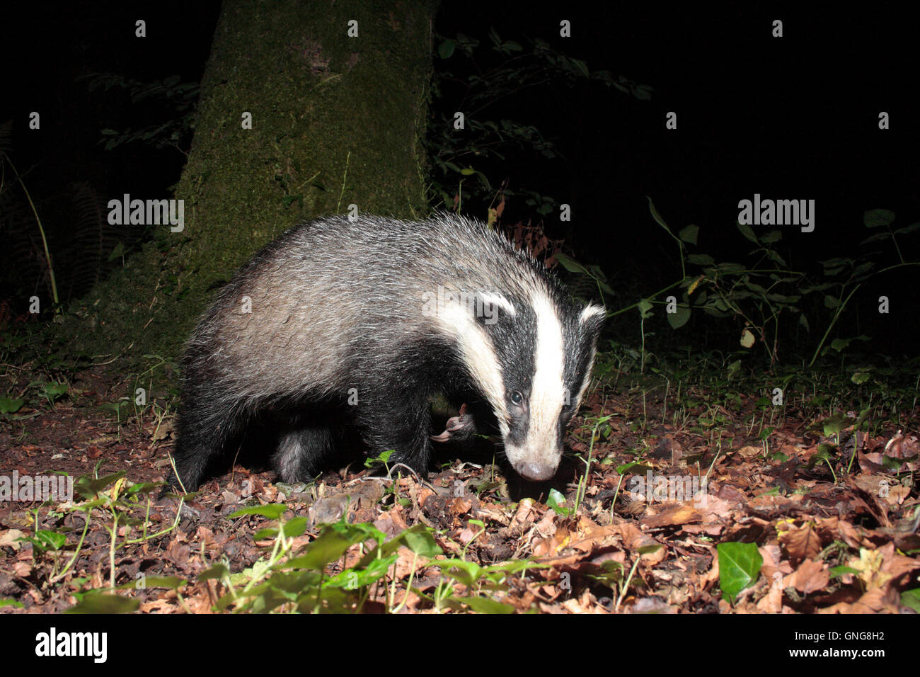 European photographs hi-res stock photography and images - Alamy