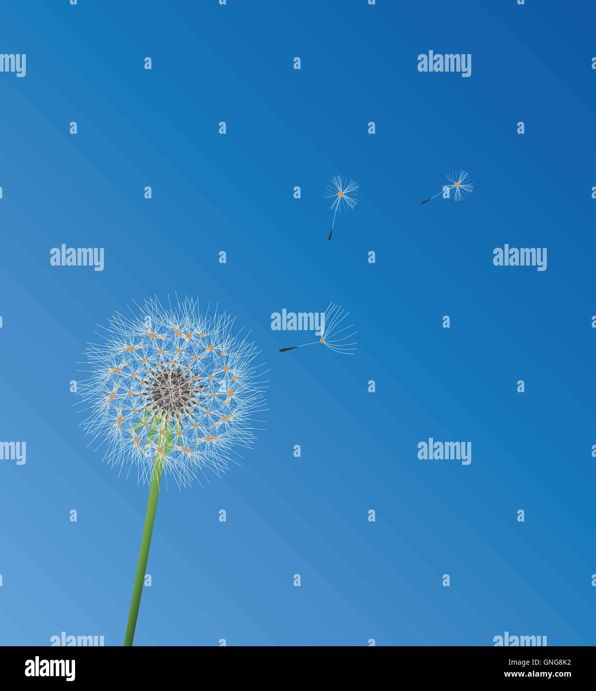 Vector Dandelion Flower Stock Vector Image & Art - Alamy