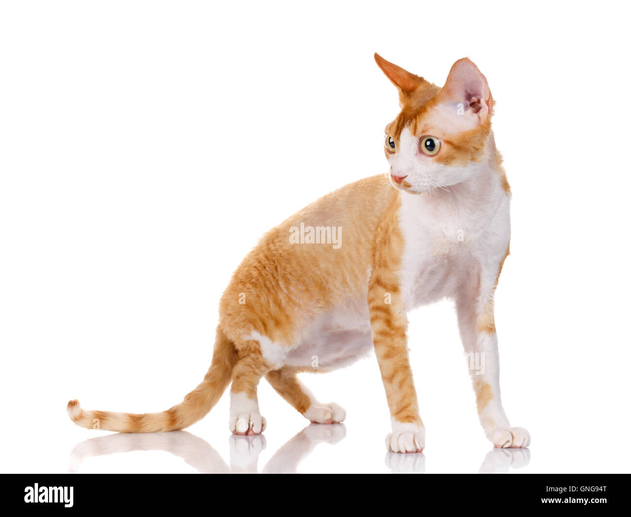 Devon rex kitten Cut Out Stock Images & Pictures - Alamy
