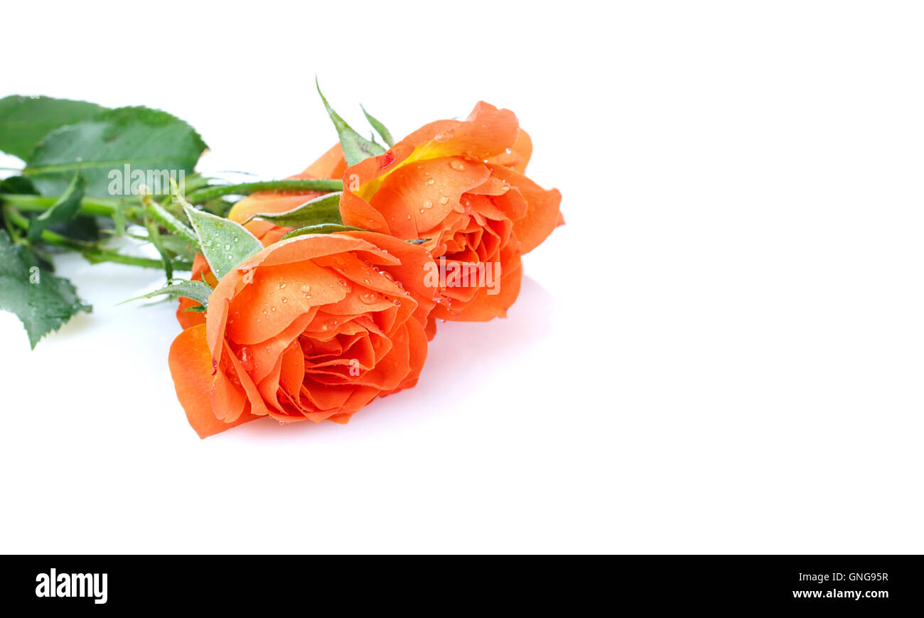 yellow roses head isolated on white background Stock Photo - Alamy