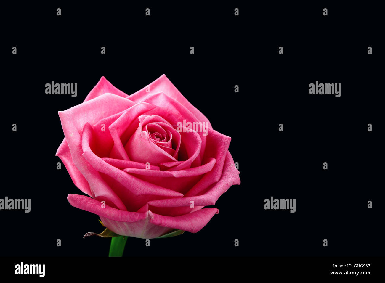 pink rose head isolater on black background Stock Photo - Alamy