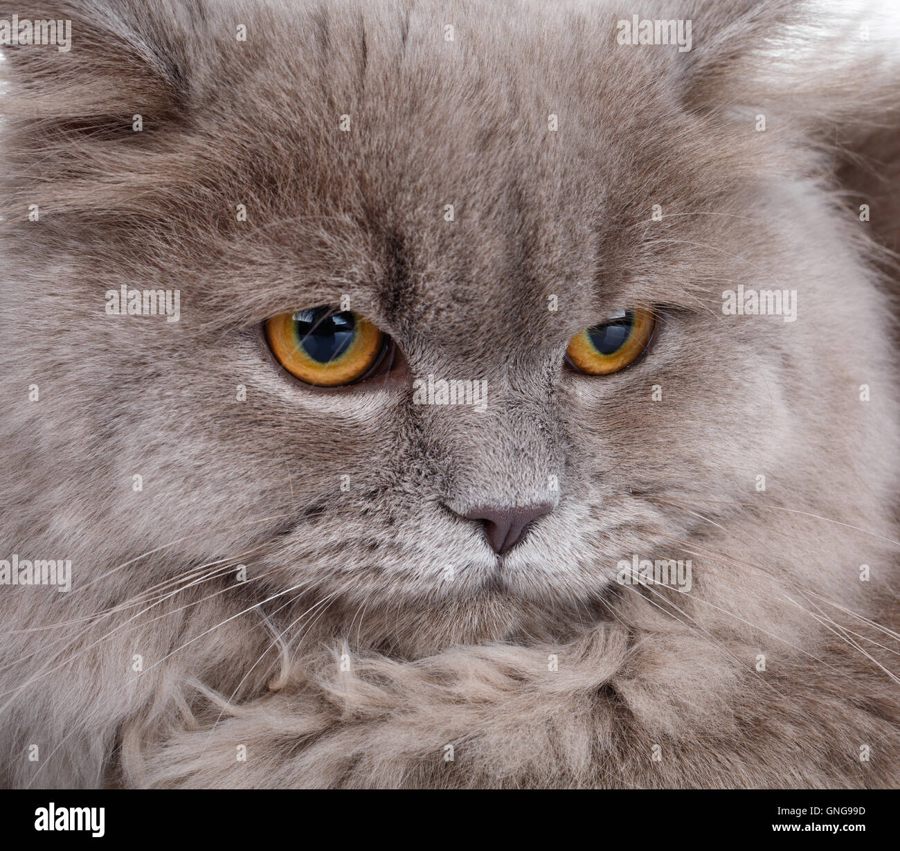 portrait of gray cat with yellow eyes Stock Photo - Alamy