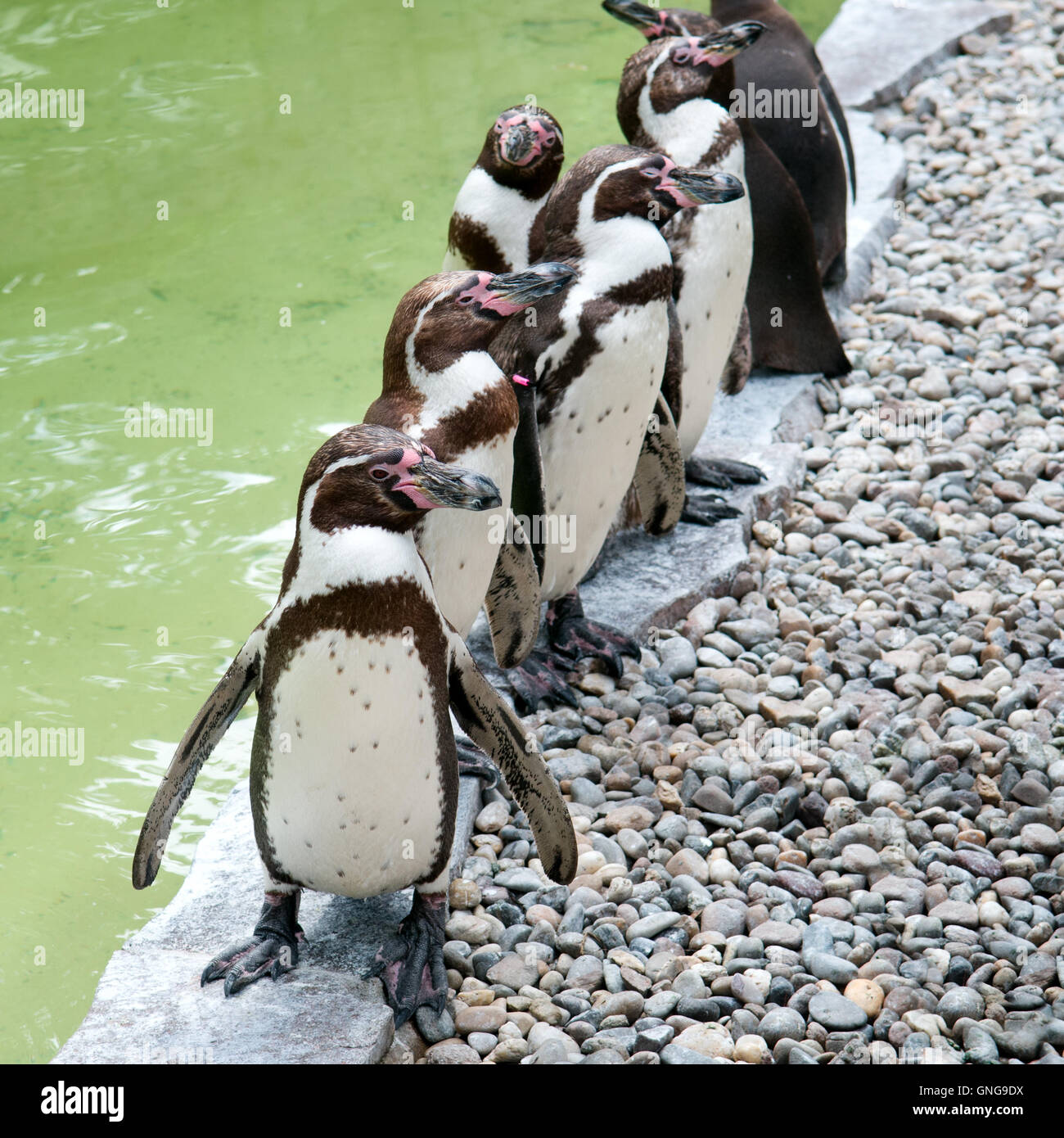funny penguins in city zoo Stock Photo - Alamy