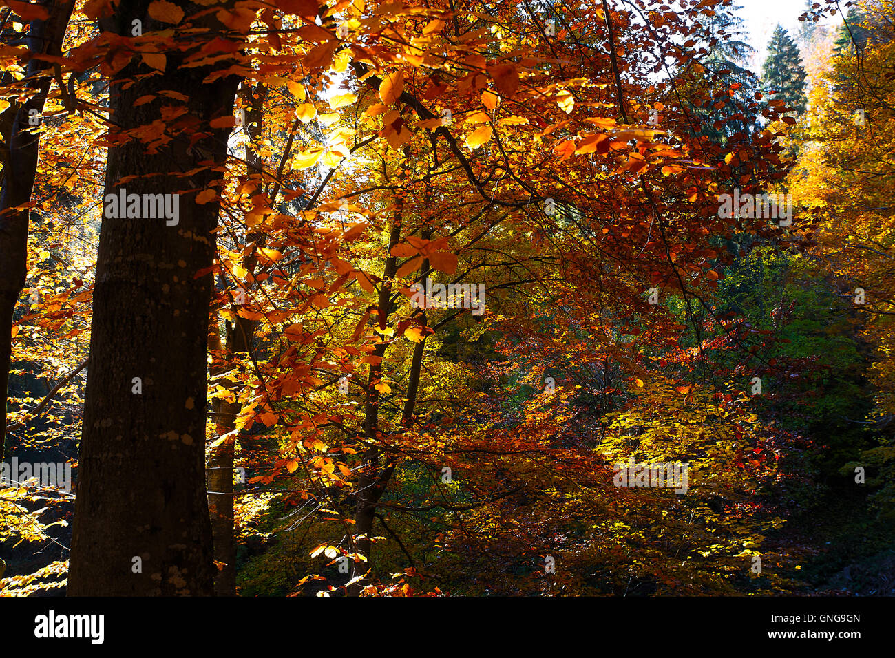 Forest in the autumn, beautiful color autumn foresr Stock Photo - Alamy