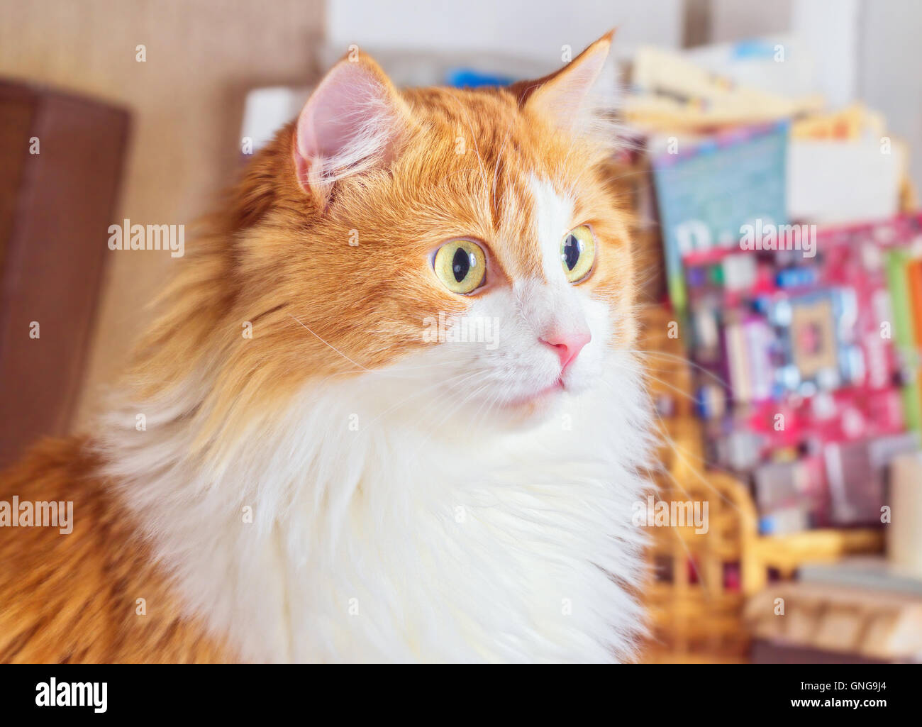 Nice adult goggle red cat with big eyes Stock Photo - Alamy
