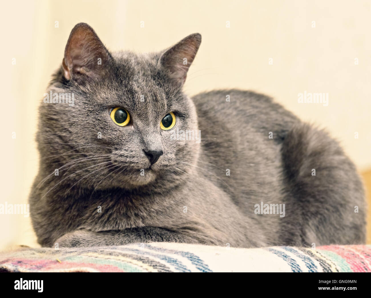 Deep Thought Cat Memes