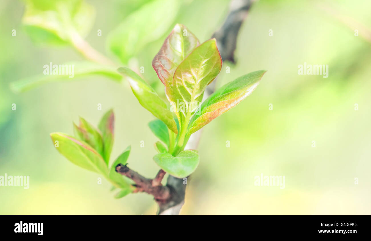 Spring leaves hi-res stock photography and images - Alamy