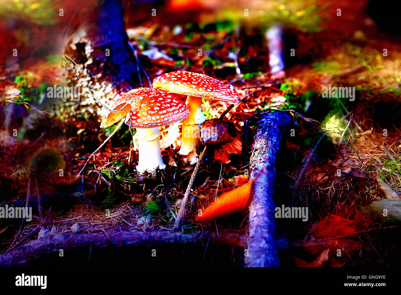 Two spotted toadstools in the autumn woods. Color effect Stock Photo ...