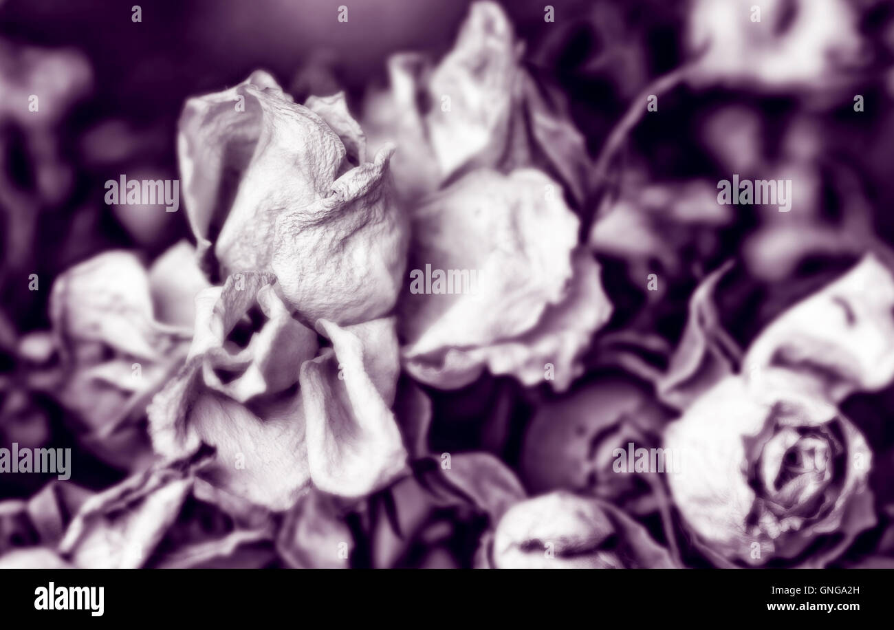 Dry roses in lilla sepia like symbol of memories Stock Photo - Alamy