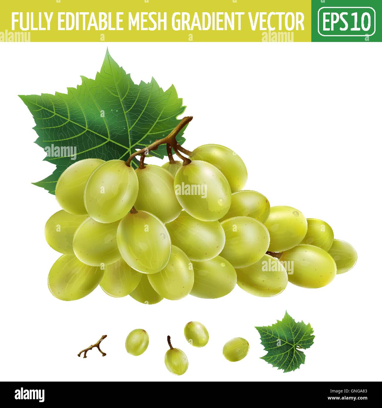 Grapes vector hi-res stock photography and images - Alamy
