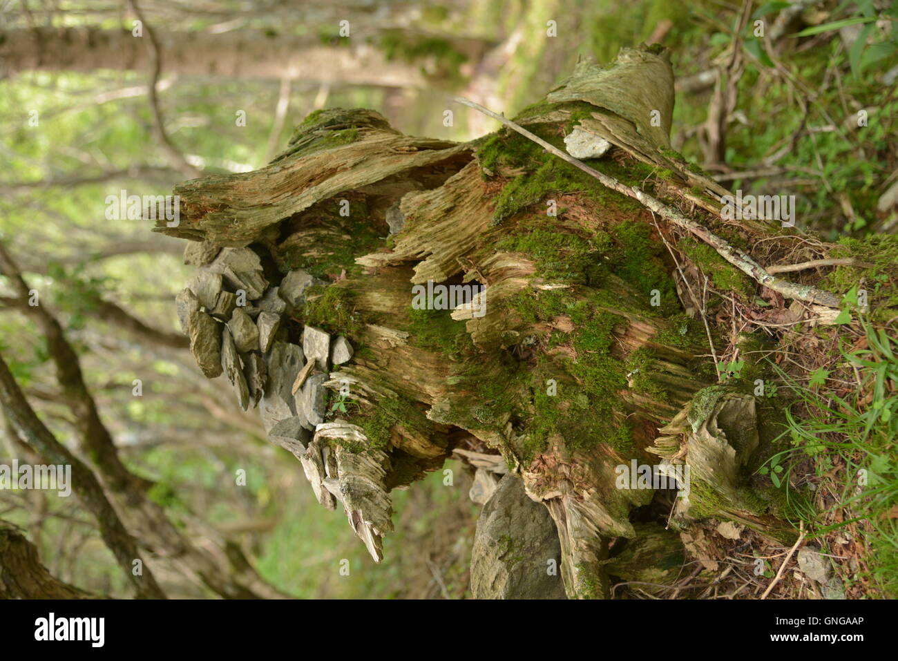 Aouzou hi-res stock photography and images - Alamy
