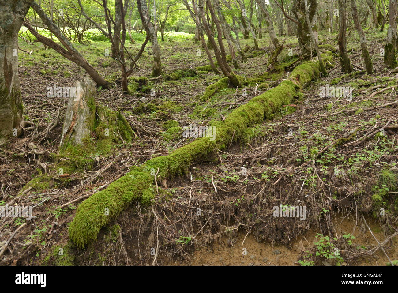 Aouzou hi-res stock photography and images - Alamy
