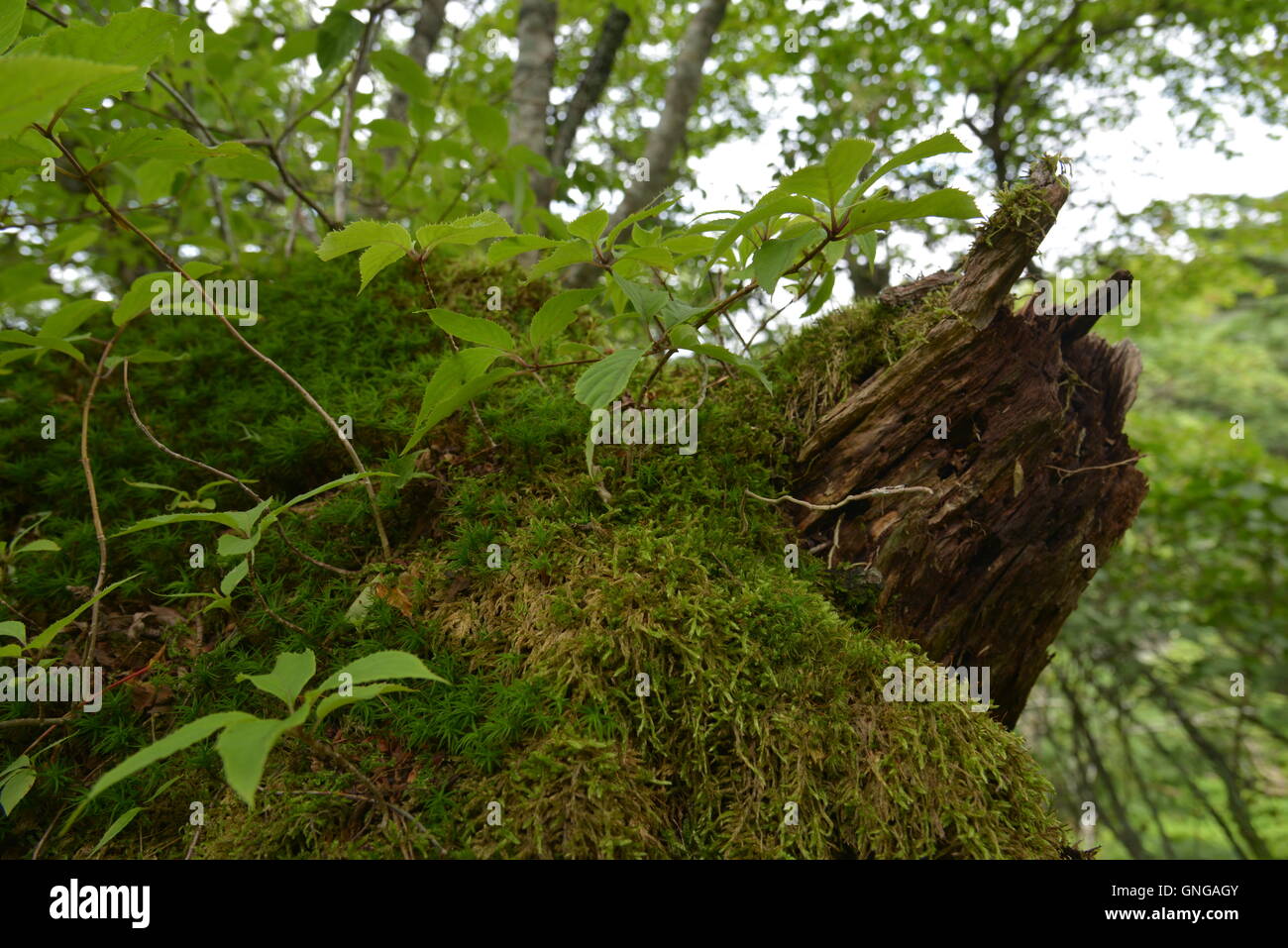 Aouzou hi-res stock photography and images - Alamy