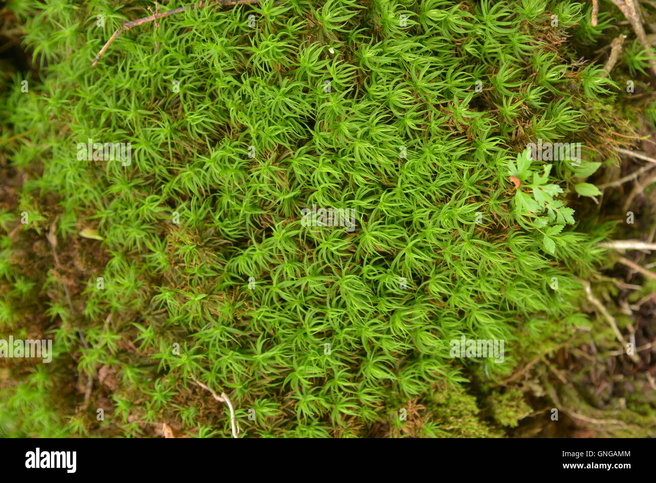 Aouzou hi-res stock photography and images - Alamy