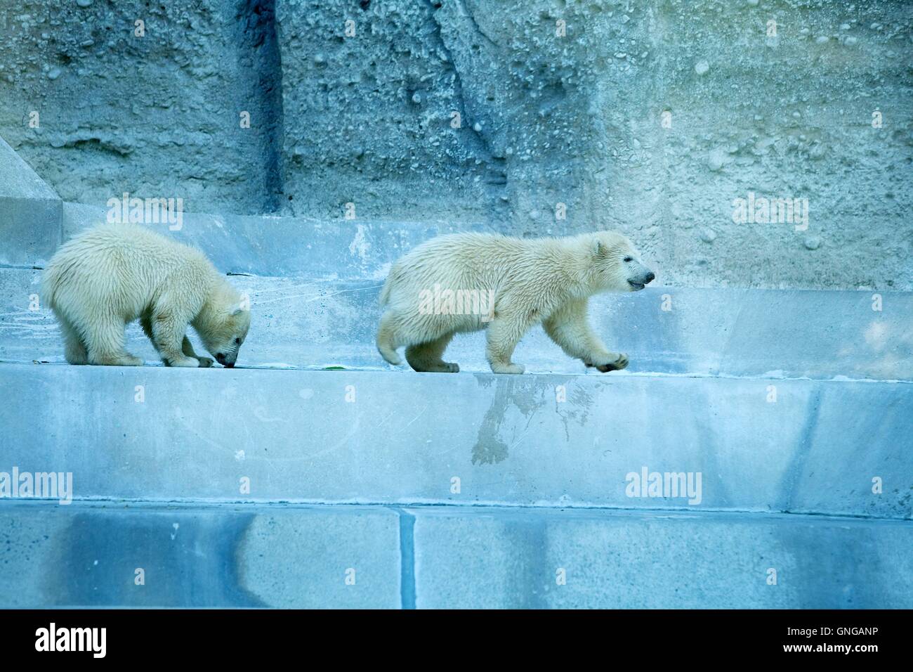 Polar bear cubs explore a rock enclosure in the Hellabrunn Zoo in Munich, 2014 Stock Photo - Alamy
