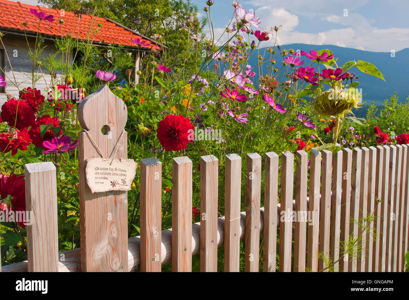 Summer garden with flowers and wooden fence Stock Photo - Alamy