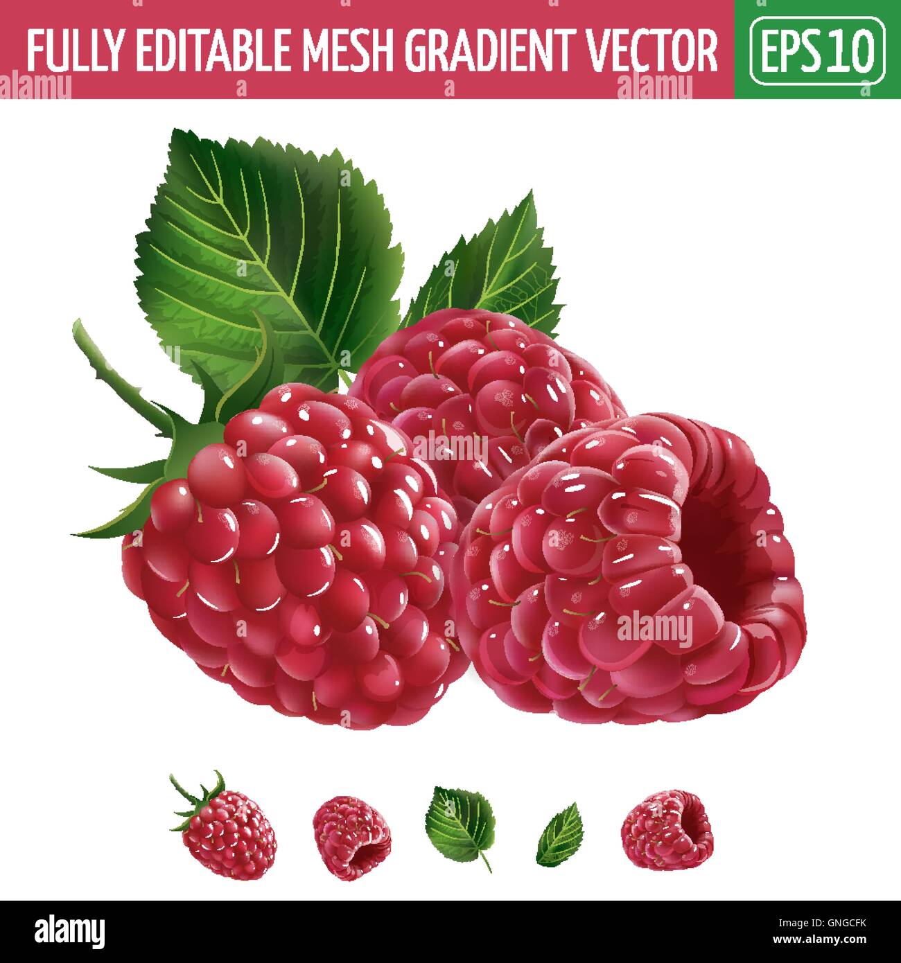 Raspberries on white background. Vector illustration Stock Vector Image ...