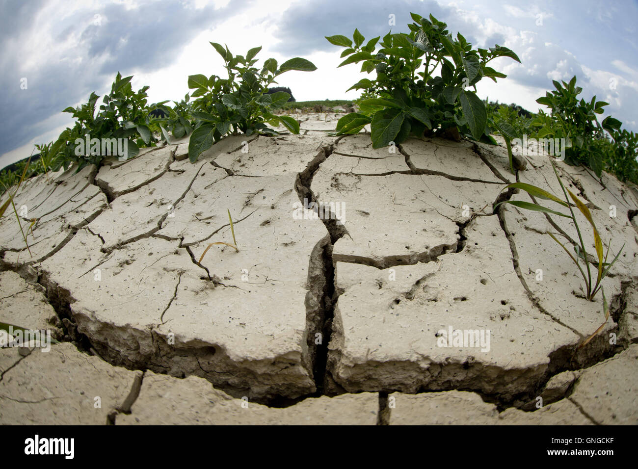 Parched fields hi-res stock photography and images - Alamy