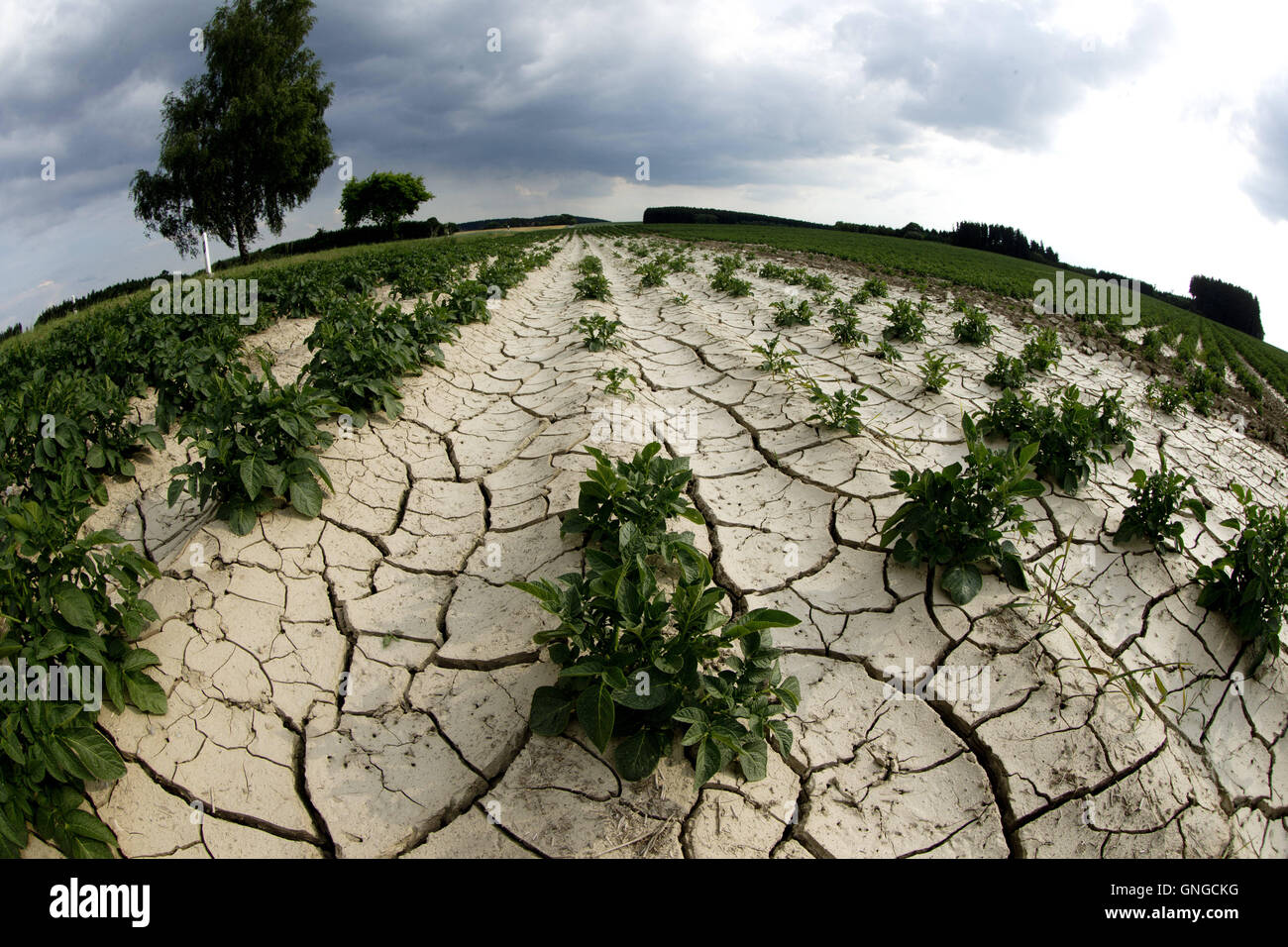 A parched potato field at duerabuch hi-res stock photography and images ...