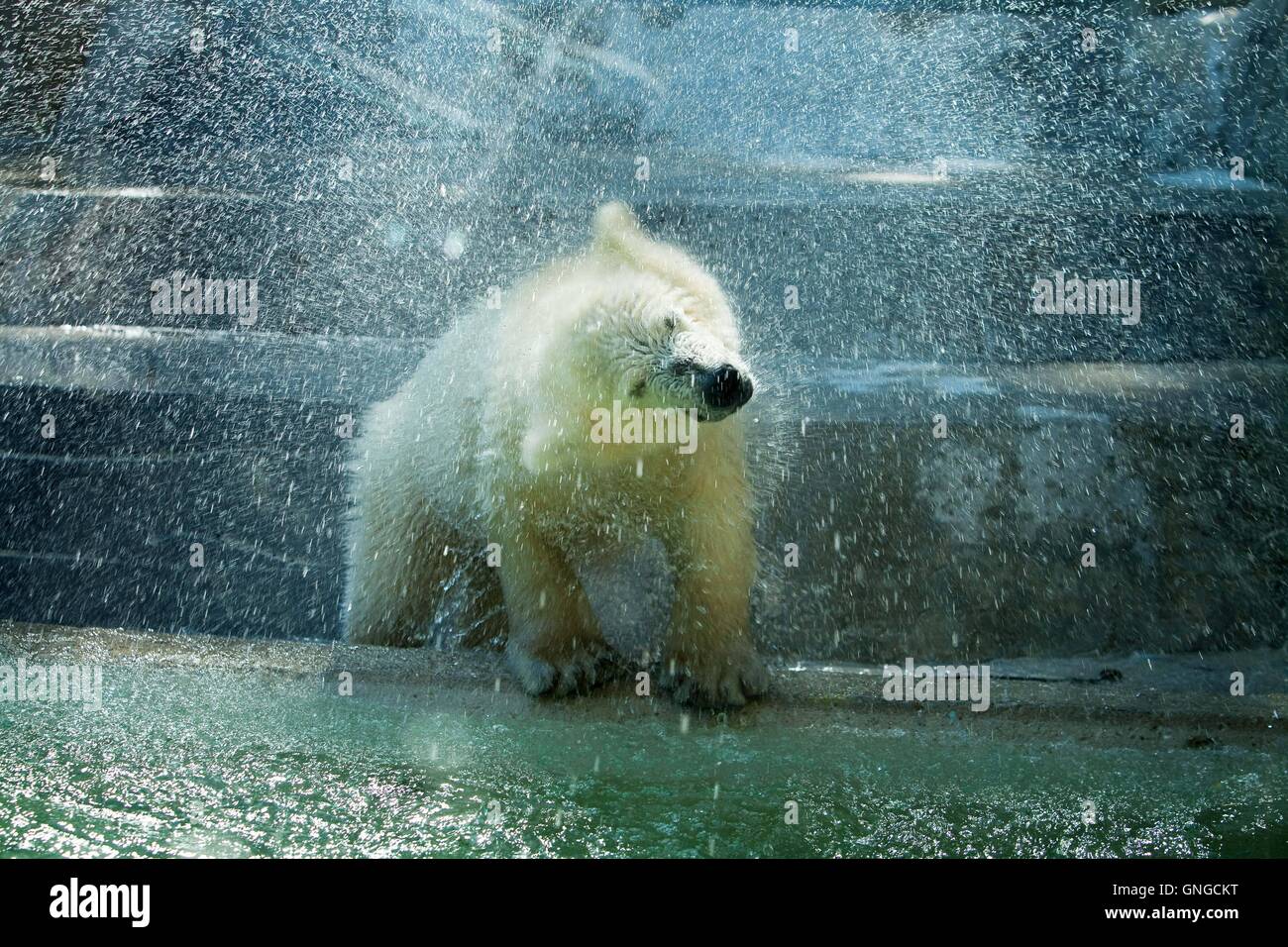 Polar bear cubs explore a rock enclosure in the Hellabrunn Zoo in Munich, 2014 Stock Photo - Alamy