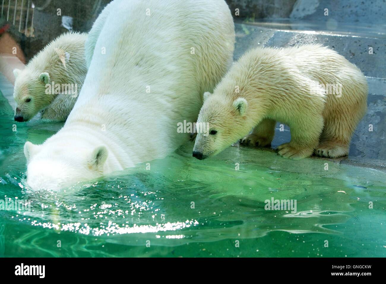 Polar bear cubs explore a rock enclosure in the Hellabrunn Zoo in Munich, 2014 Stock Photo - Alamy