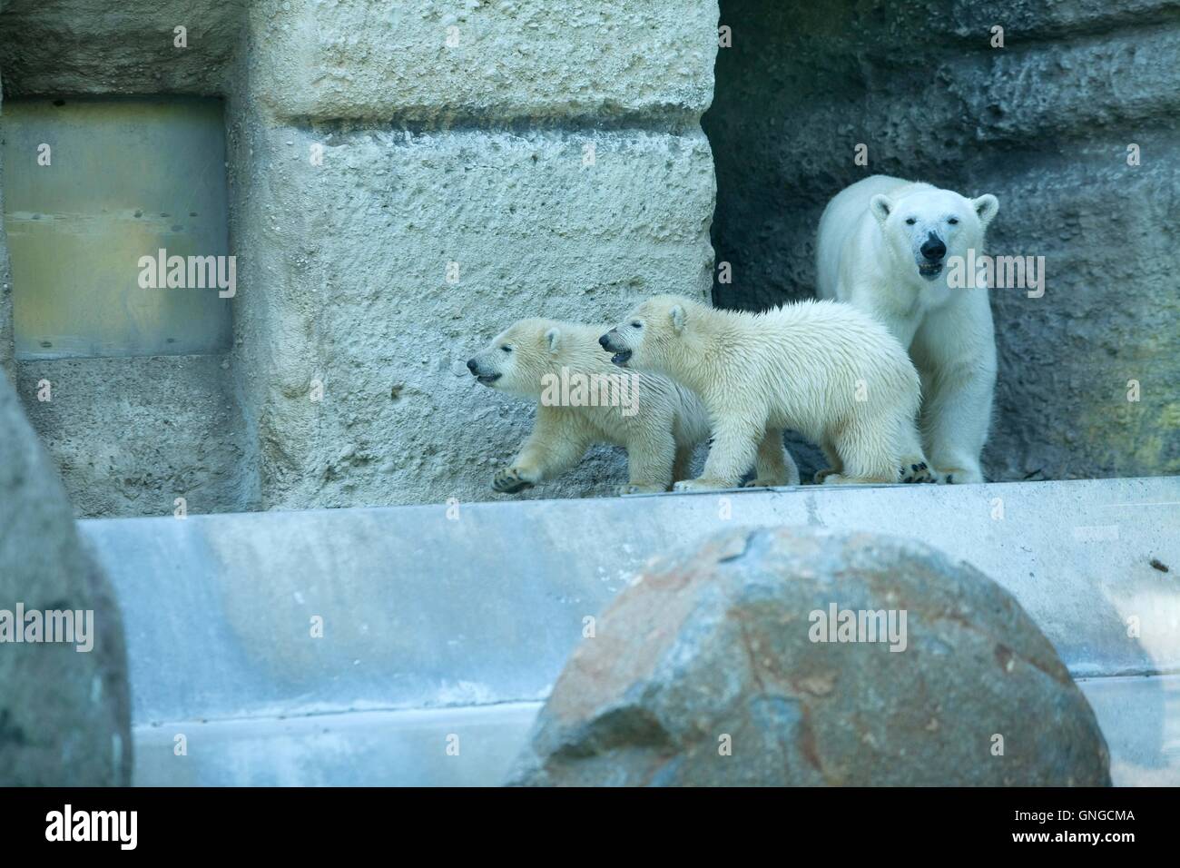 Polar bear cubs explore a rock enclosure in the Hellabrunn Zoo in Munich, 2014 Stock Photo - Alamy