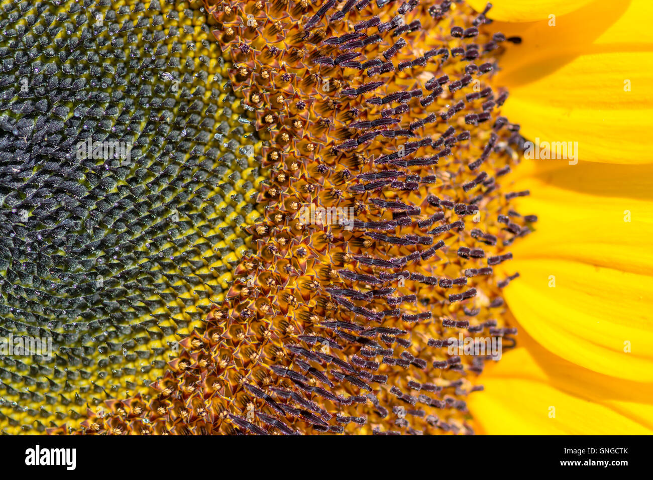 Close-up macro of the perfect sunflower Stock Photo - Alamy