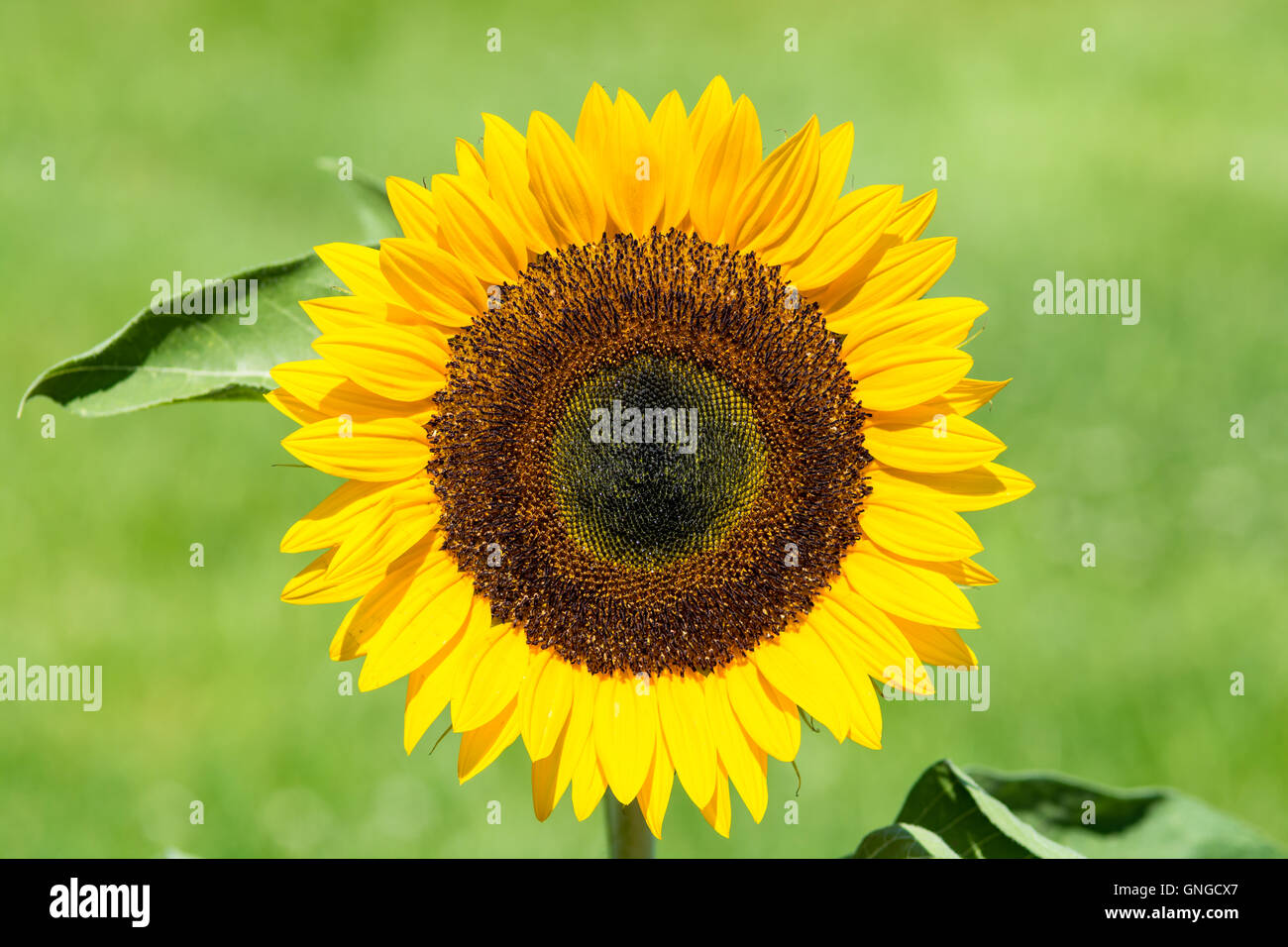 Close-up macro of the perfect sunflower Stock Photo - Alamy