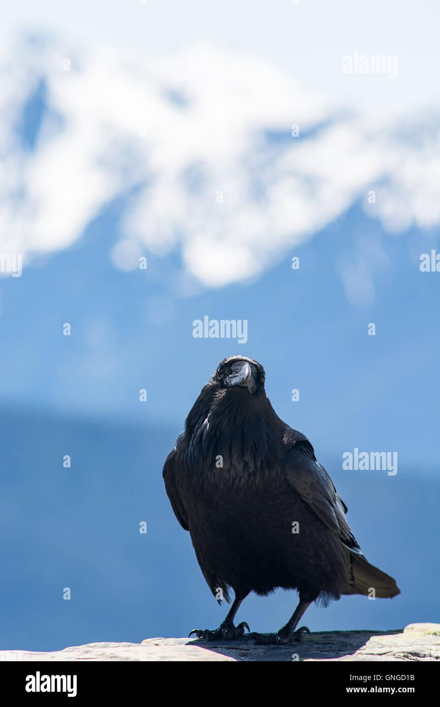 A raven takes a break at Hurricane Ridge in Olympic National Park, US ...