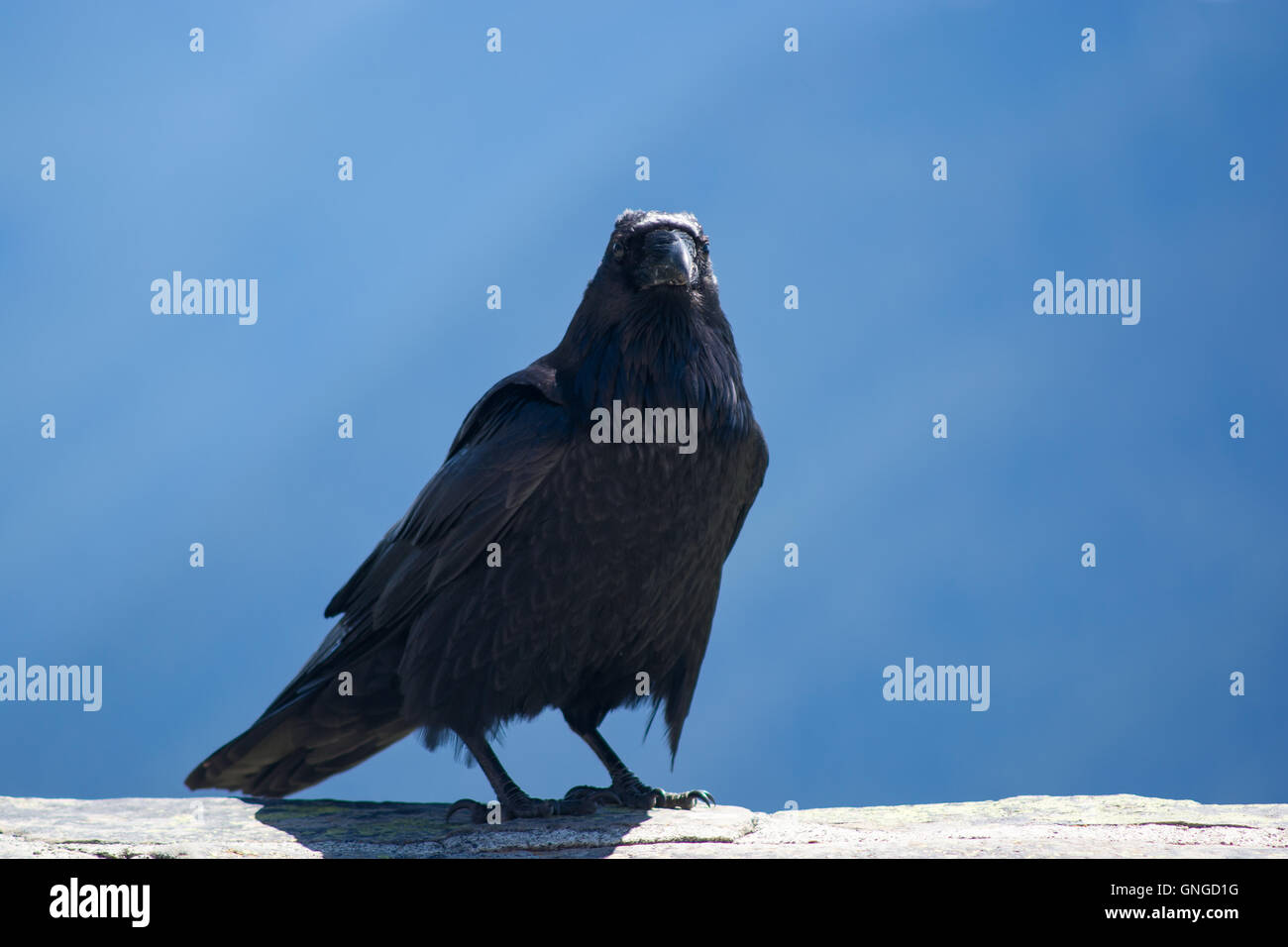 A raven takes a break at Hurricane Ridge in Olympic National Park, US ...