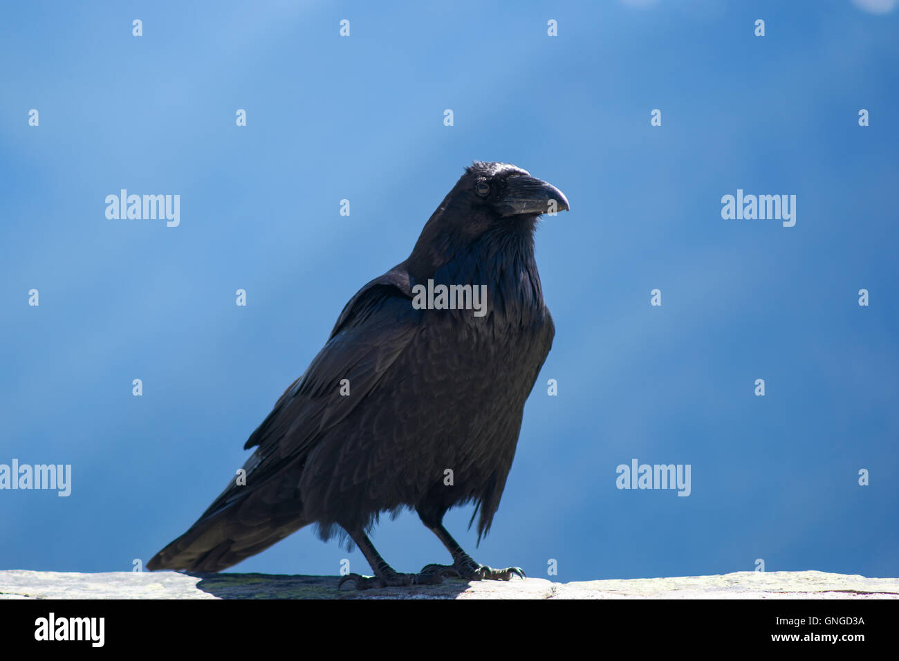 A raven takes a break at Hurricane Ridge in Olympic National Park, US ...