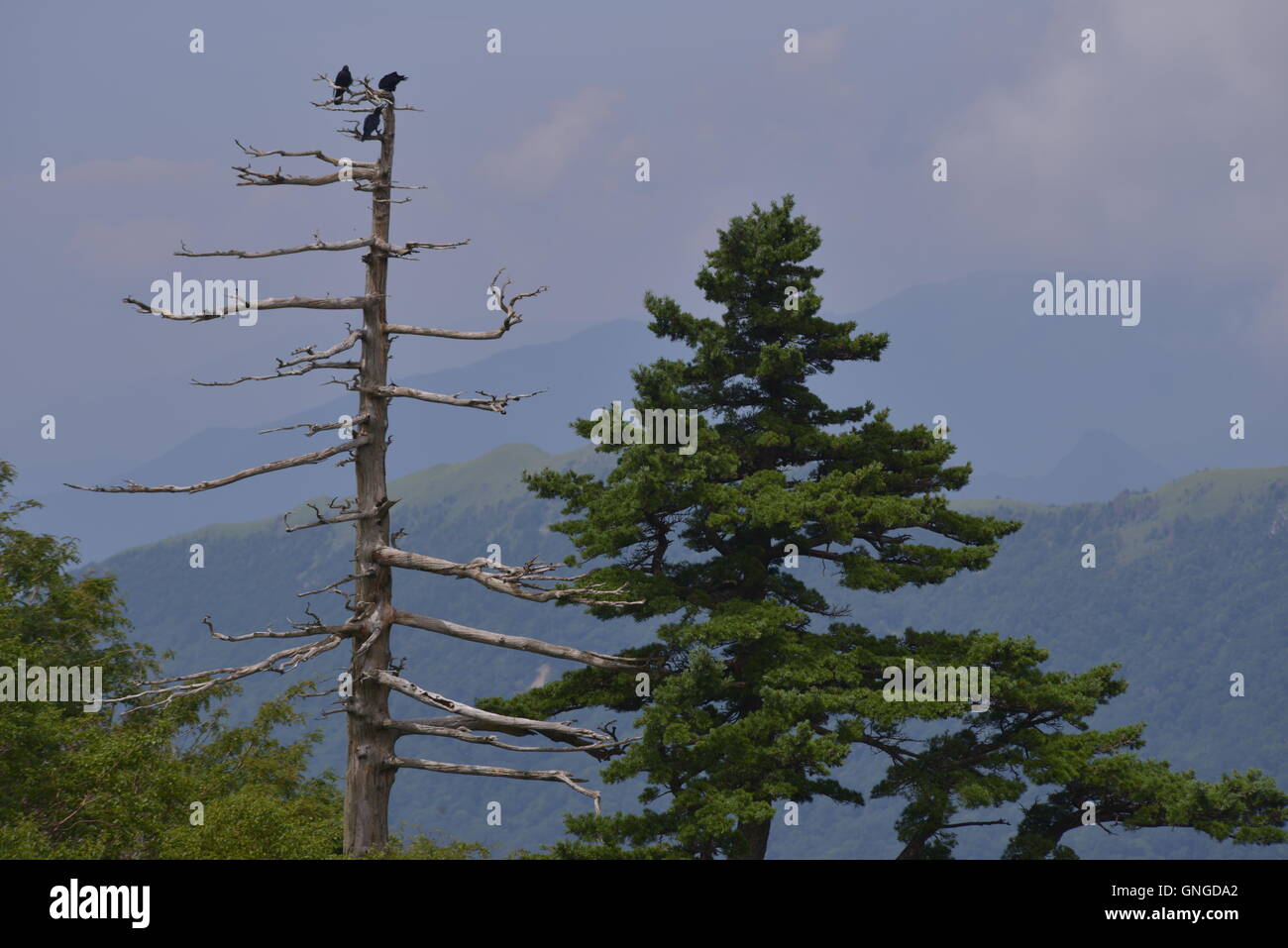 Aouzou hi-res stock photography and images - Alamy