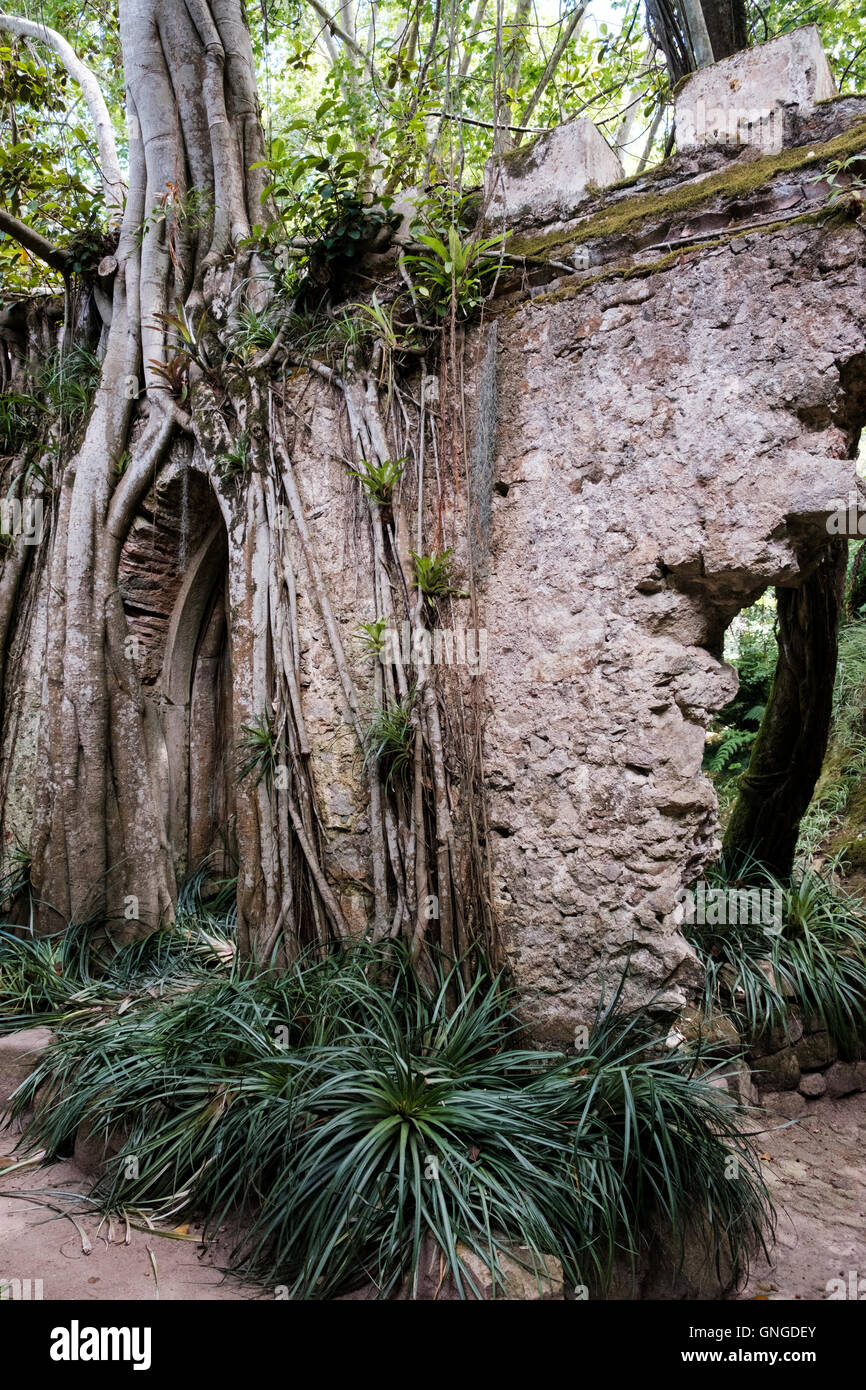 The fake ruins of a chapel being overrun by an Australian Banyan tree ...