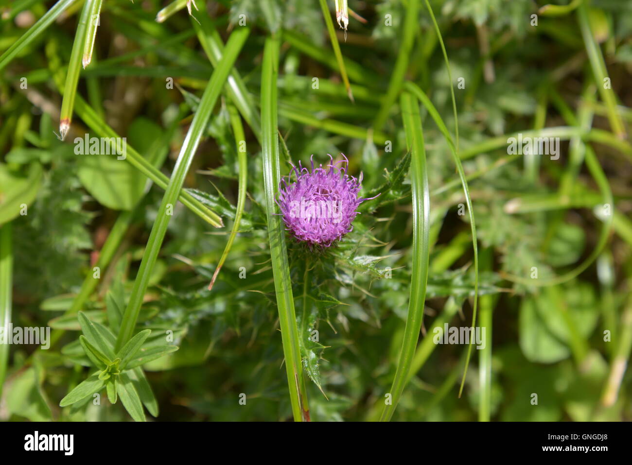 Aouzou hi-res stock photography and images - Alamy